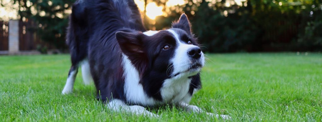 Brothers Lawn And Pest Control